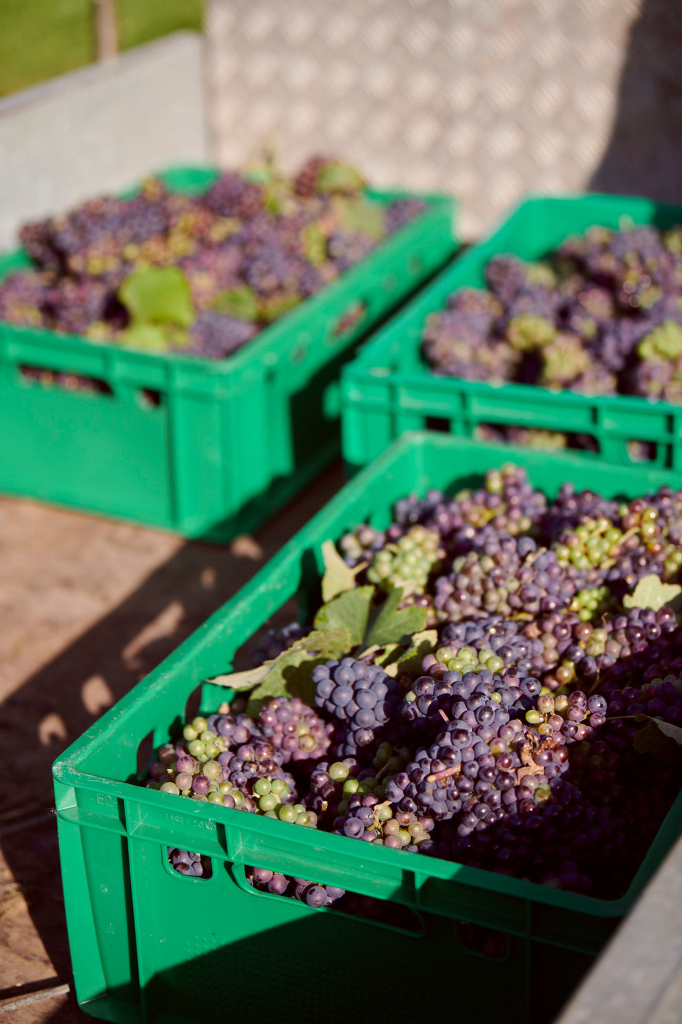 English Verjuice | The UK's Only Homegrown Supplier