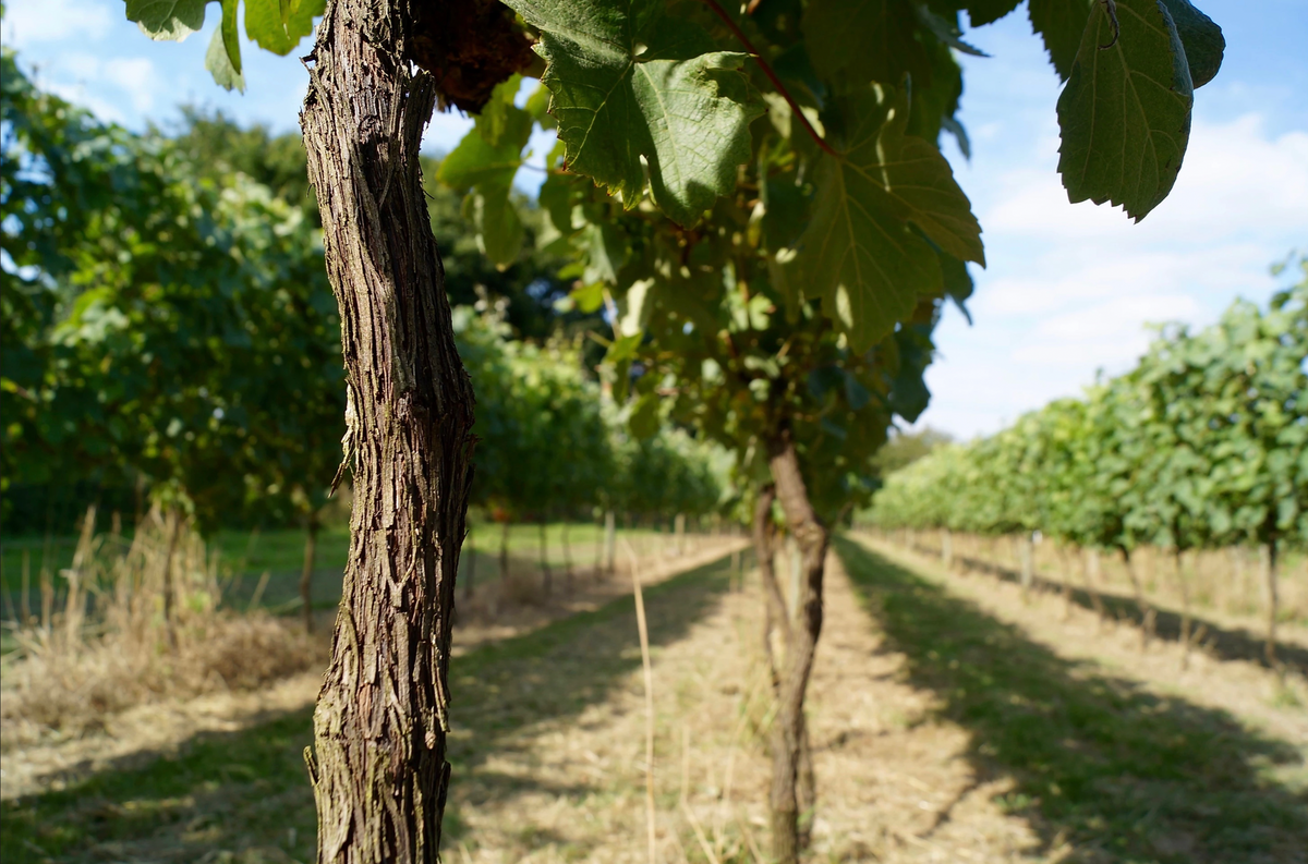 English Verjuice | The UK's Only Homegrown Supplier