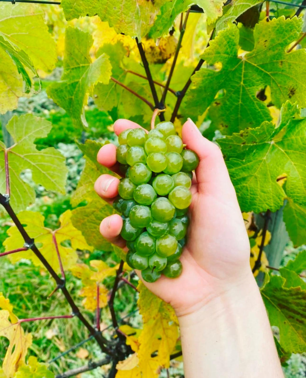 English Verjuice | The UK's Only Homegrown Supplier